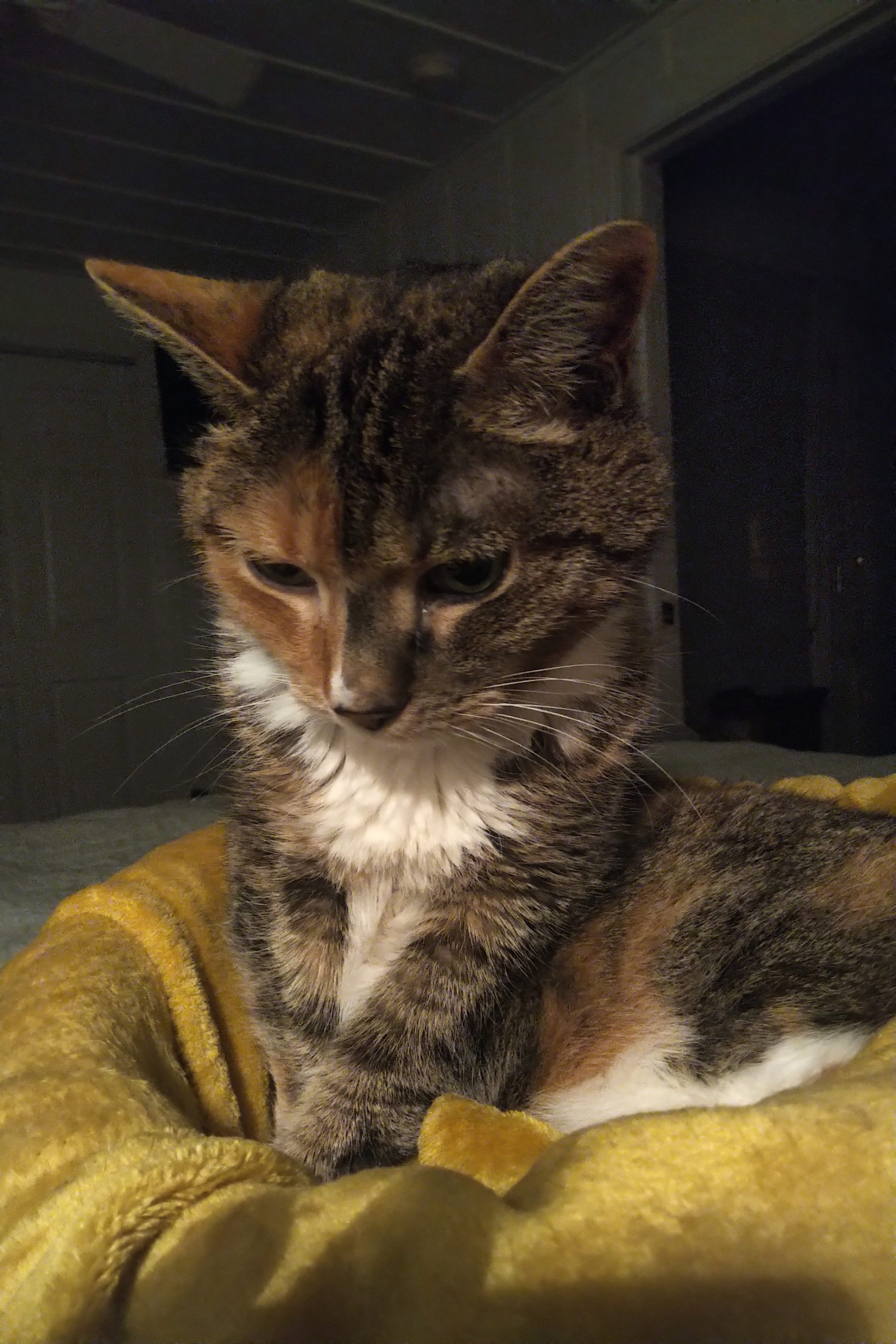 Lola – Daniel T. Schardine, P. E.
